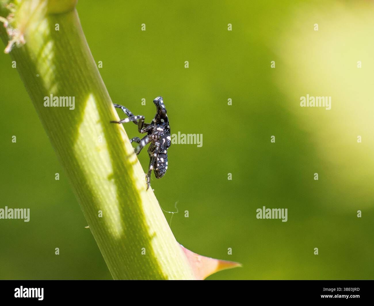 New York, New York, USA. 26th May, 2025. A nymph of the invasive ...