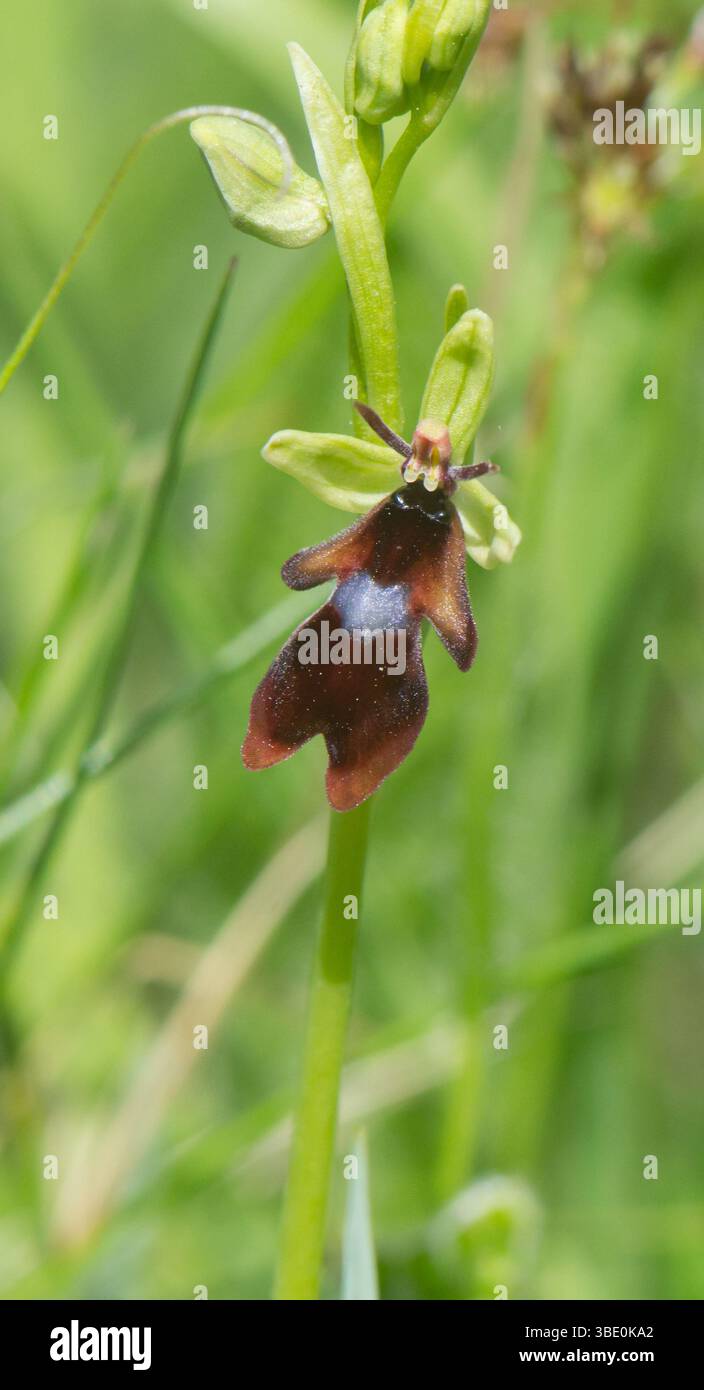 Fly Orchid (Ophrys insectifera) at Sandside, Arnside, Cumbria, UK on ...