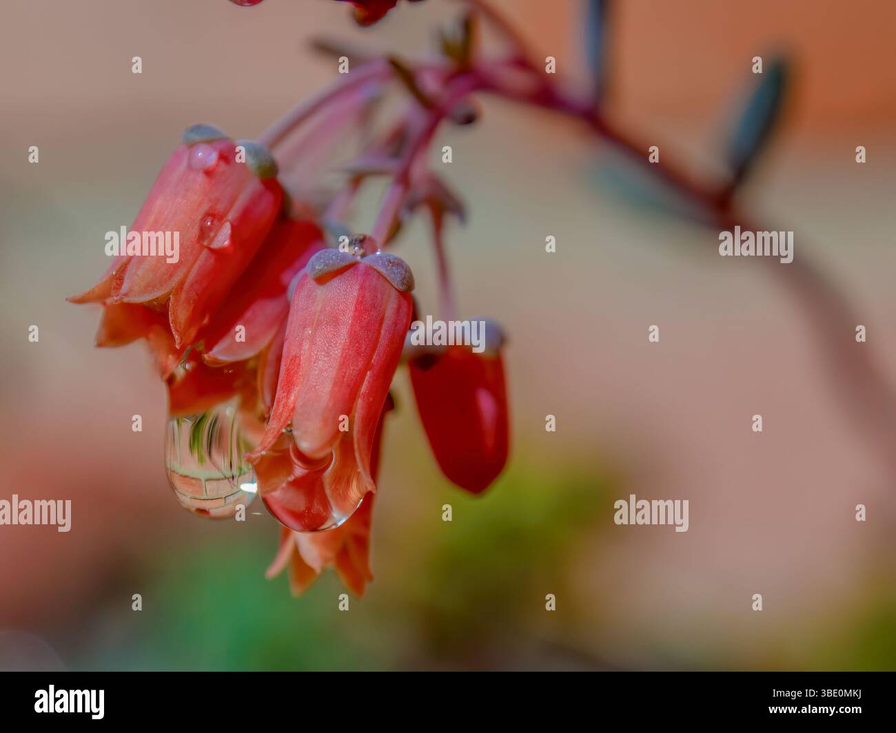 Macro photography of a raindrop hanging from a succulent plan flower ...