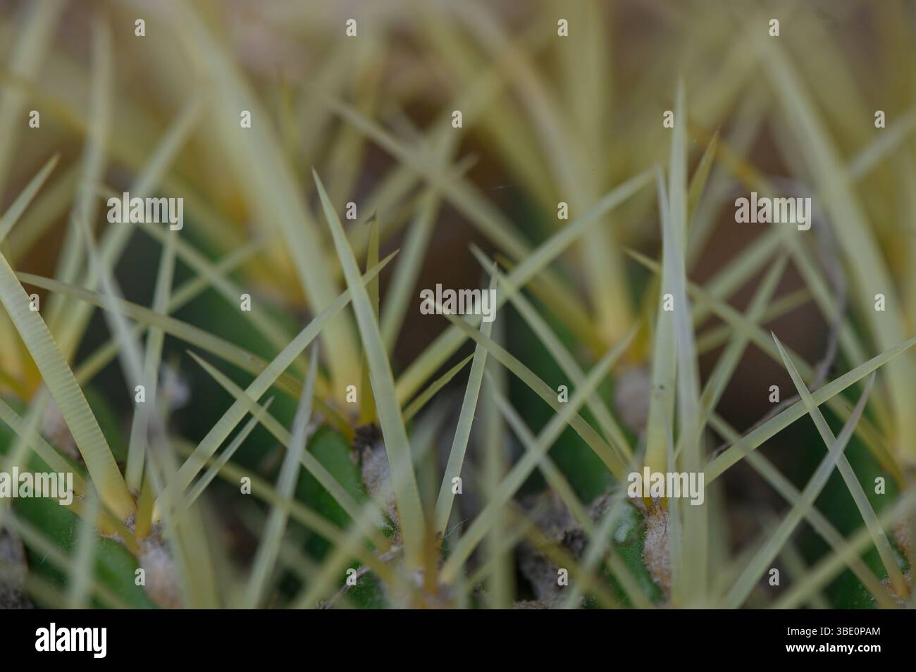 Sharp cactus needles captured in detail under natural sunlight Stock ...