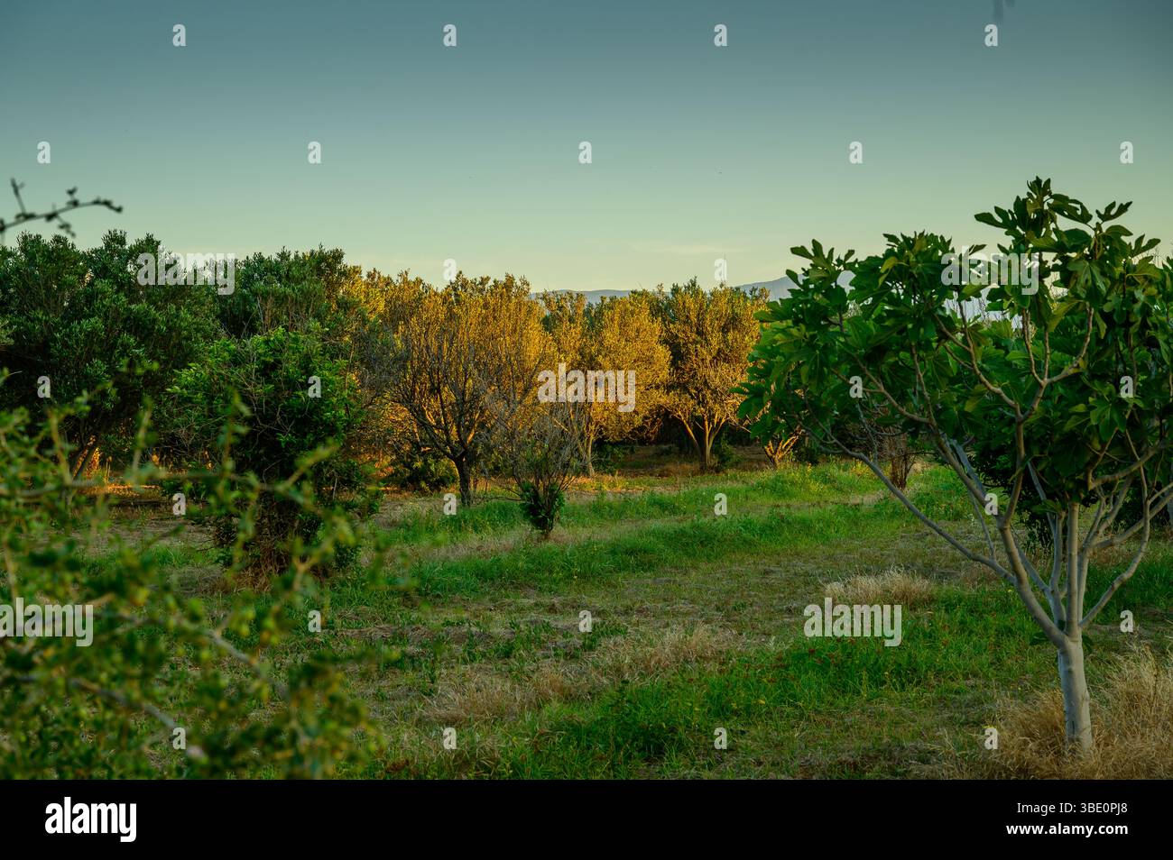 Cyprus olive orchard hi-res stock photography and images - Alamy