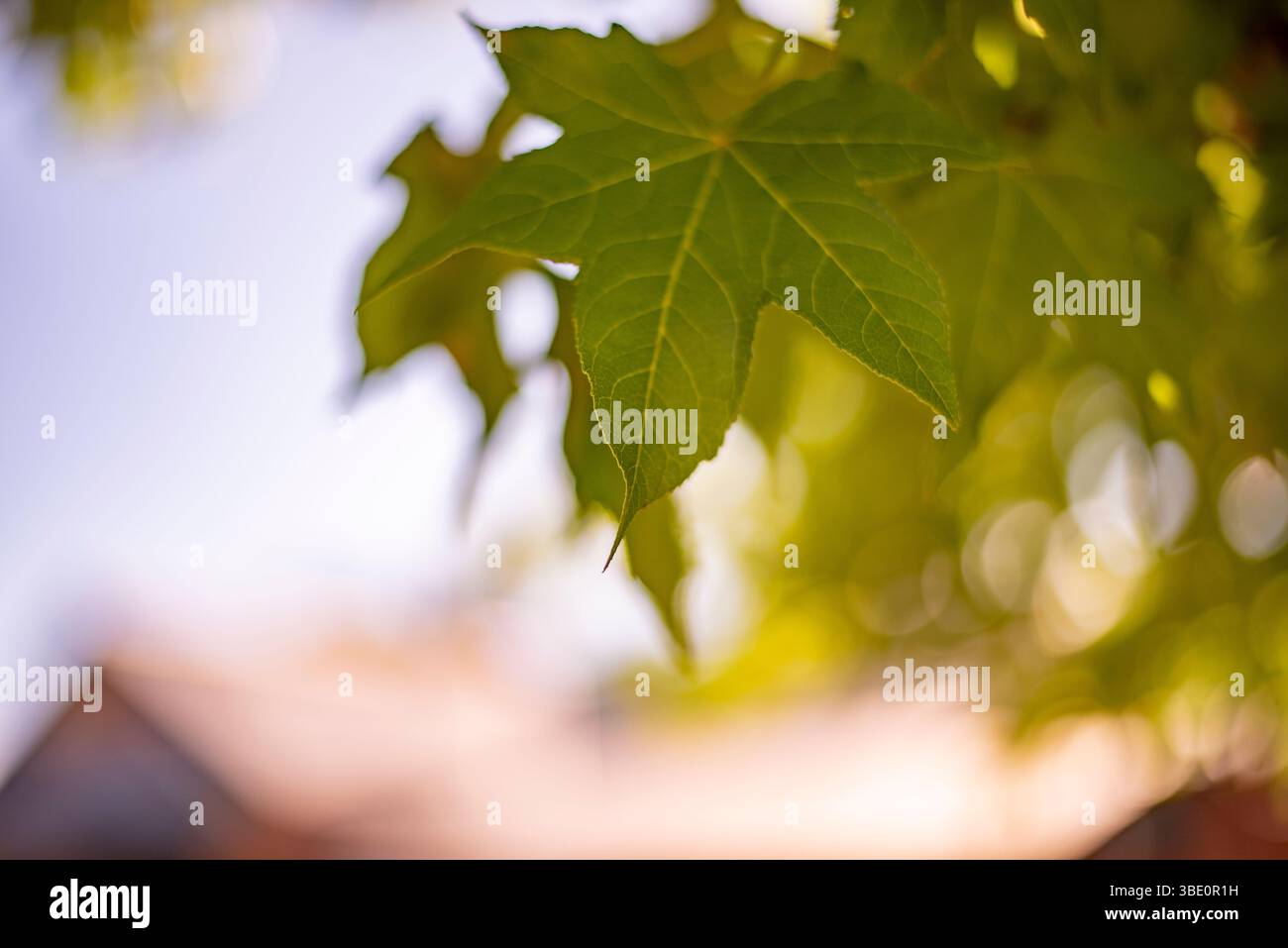 Simple falling leaves leaf hi-res stock photography and images - Alamy