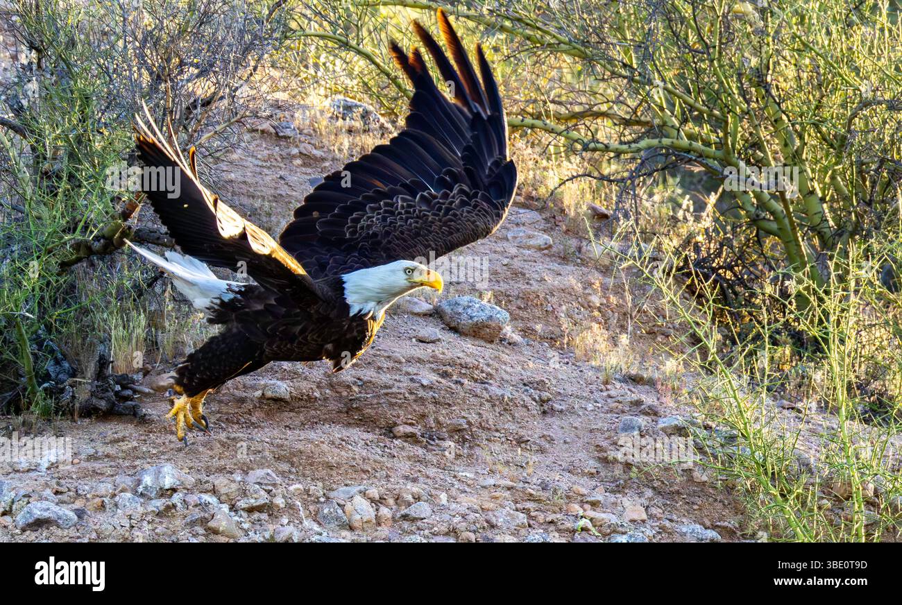 Tonto National Forest Bald Eagle Eating Fish Stock Photo - Alamy