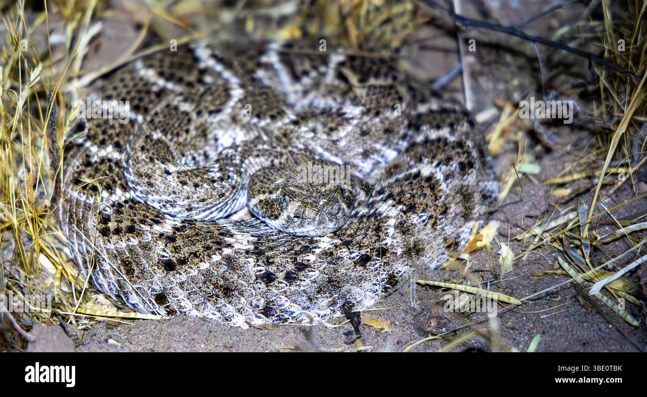 Tonto national forest venomous rattlesnake hi-res stock photography and ...