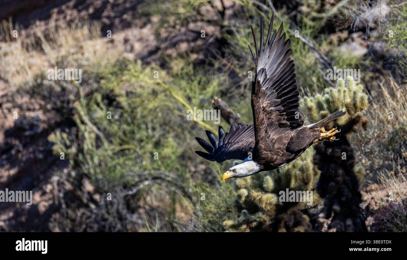 United States National Bird Bald Eagle Flying Stock Photo - Alamy