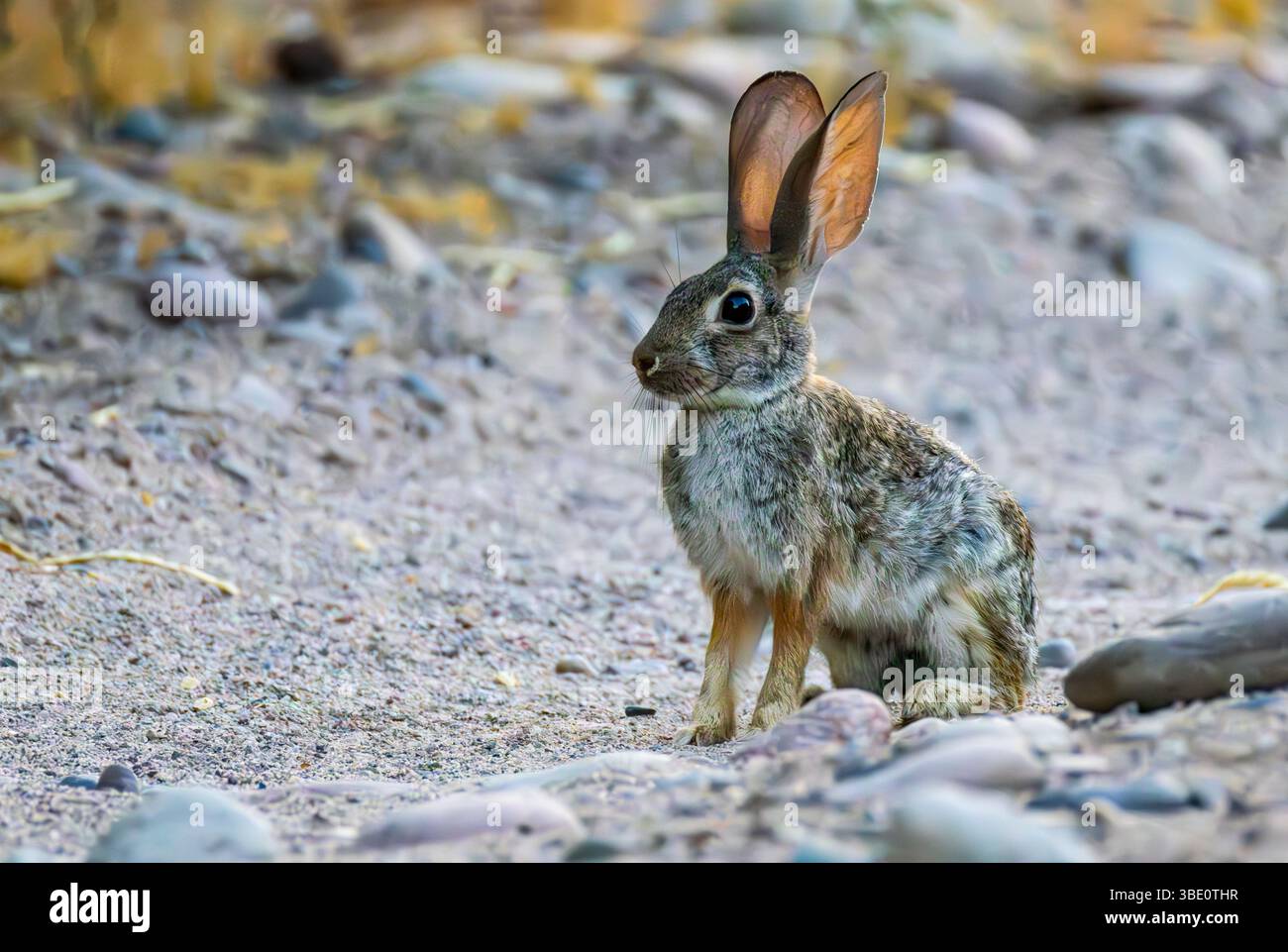 Arizona Desert Mammals - Jack Rabbit Stock Photo - Alamy