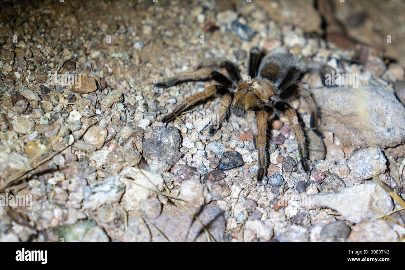 Close up of tarantula hi-res stock photography and images - Alamy