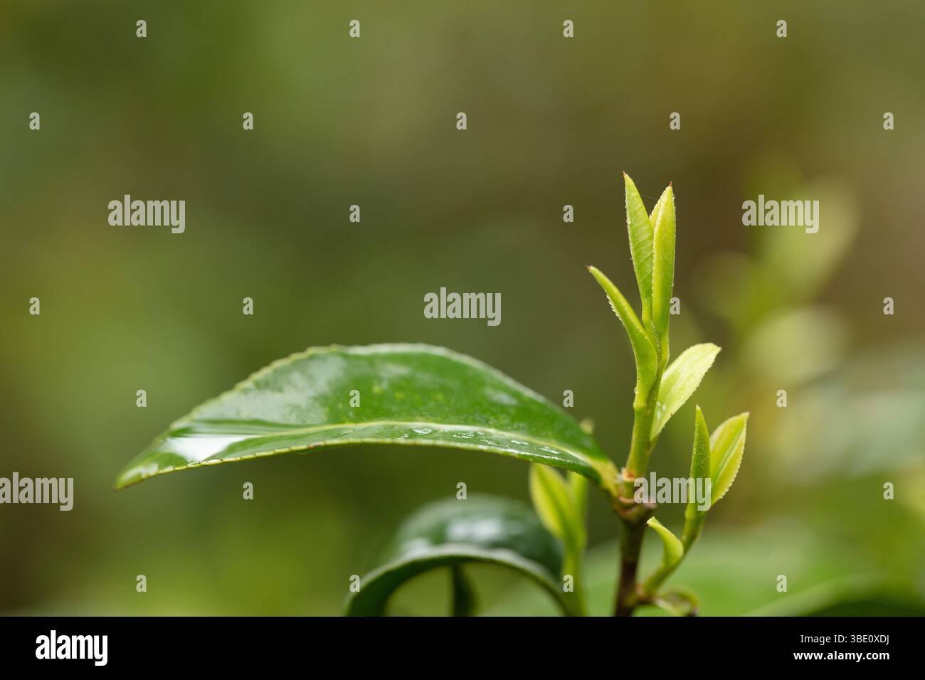 green tea trees before Grain Rain Stock Photo - Alamy