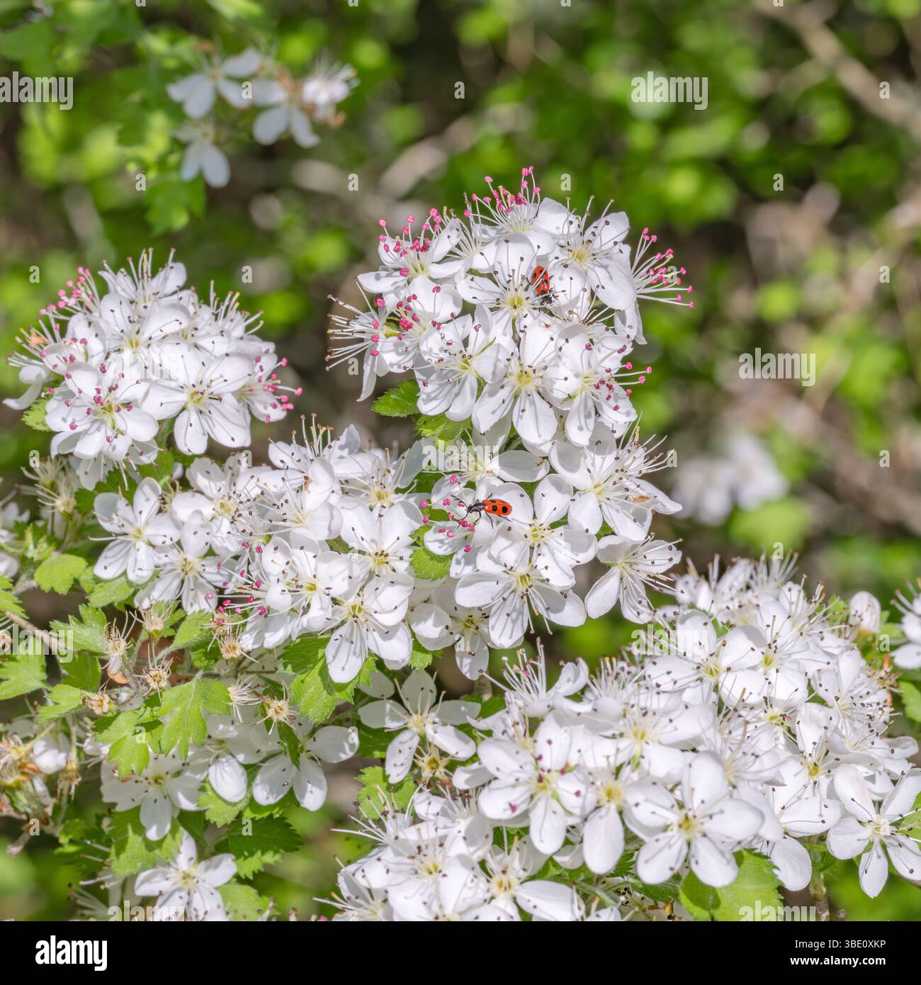 Four spotted checkered beetle hi-res stock photography and images - Alamy