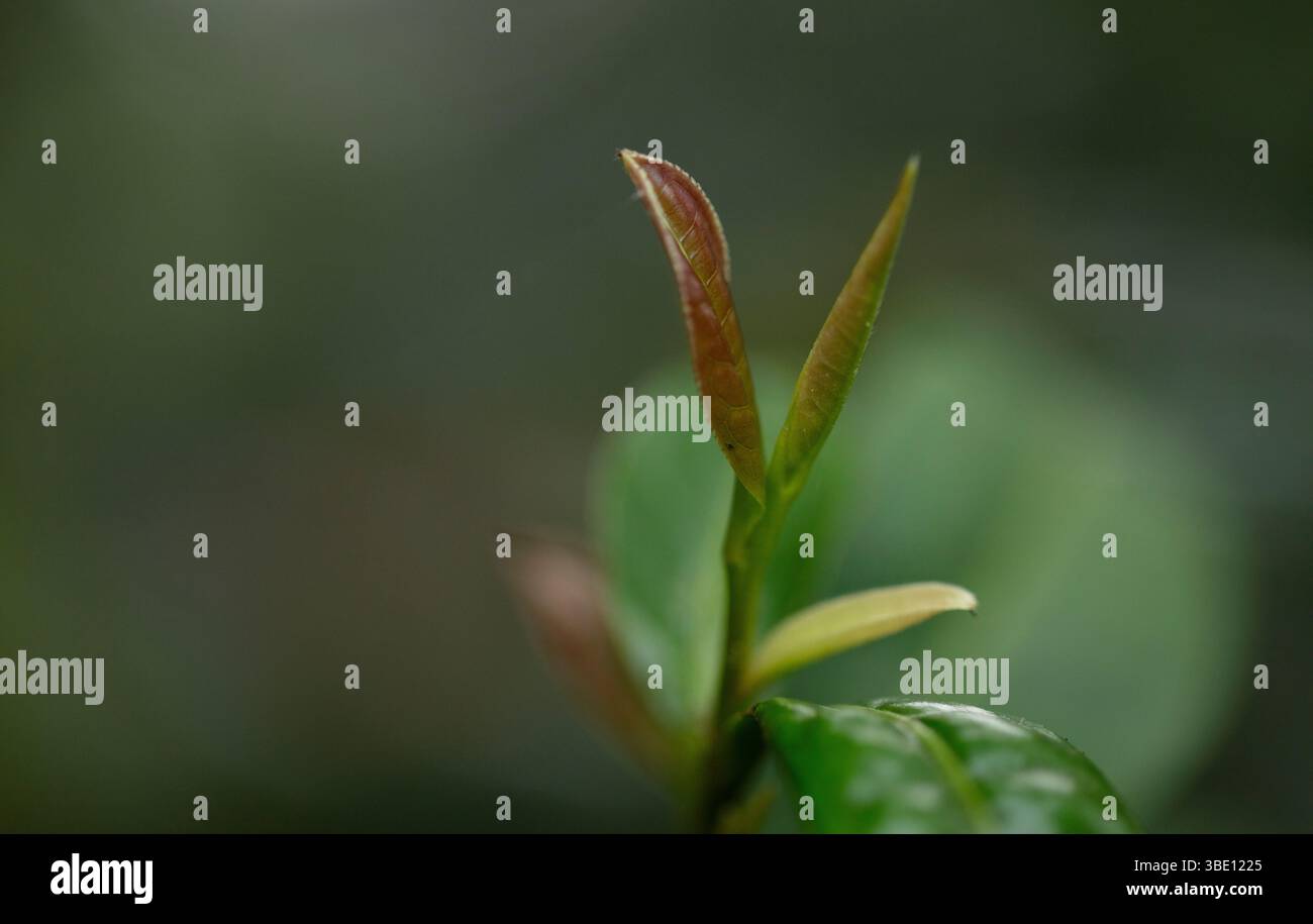 green tea trees before Grain Rain Stock Photo - Alamy