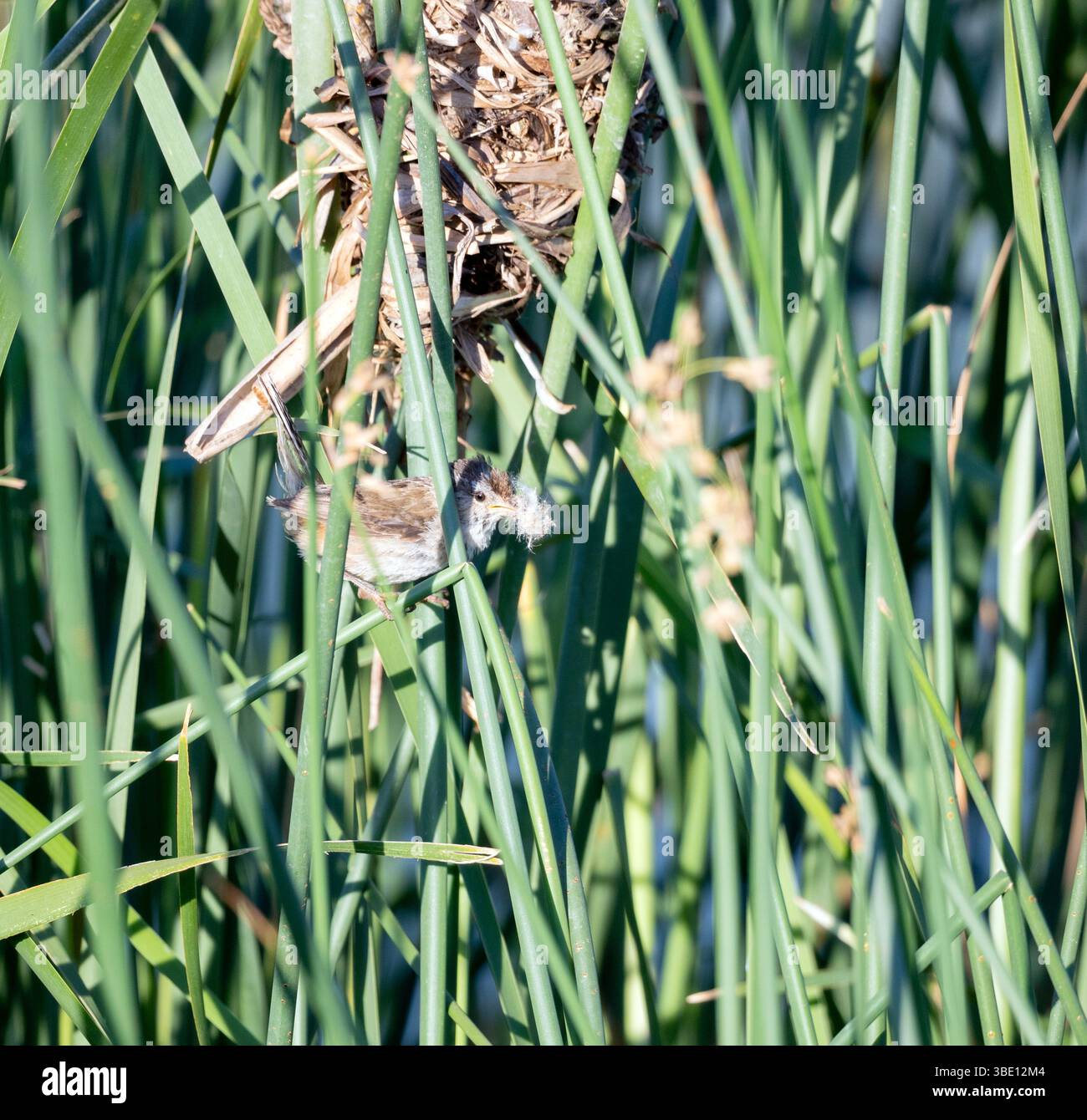 Feathering a nest hi-res stock photography and images - Alamy