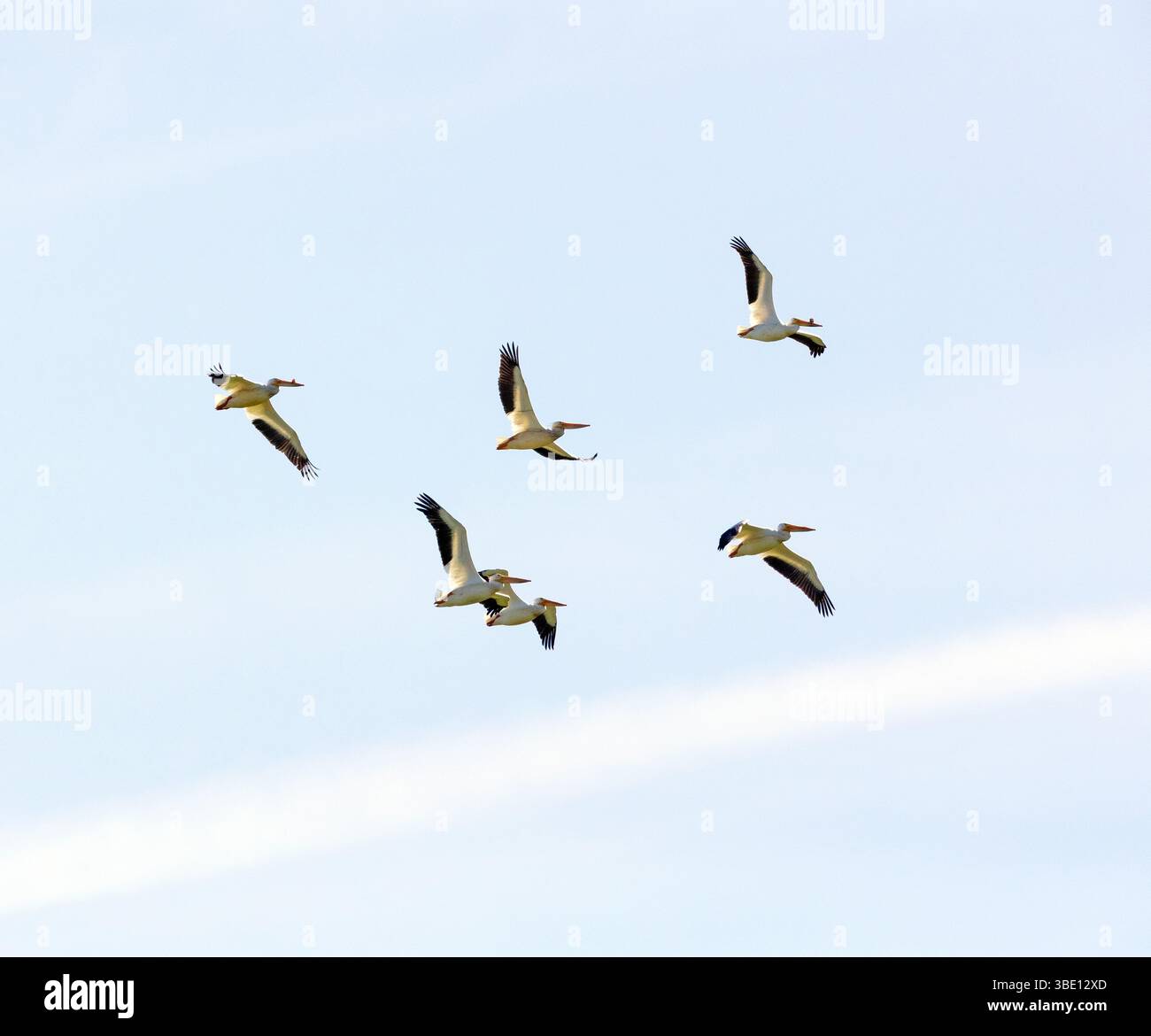 Six american white pelicans in flight hi-res stock photography and ...