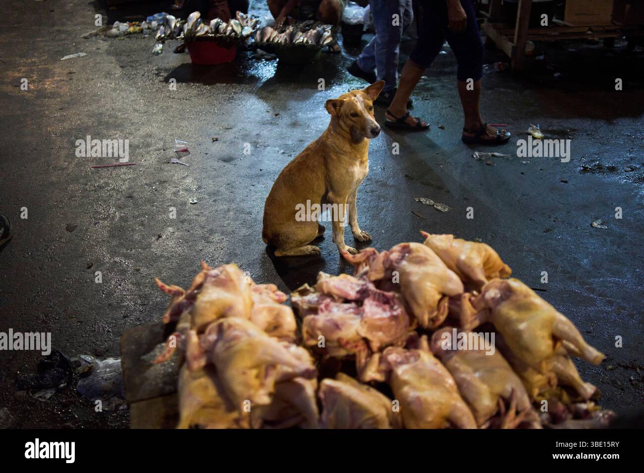 A dog waits for its owner who works selling chickens at a street market ...