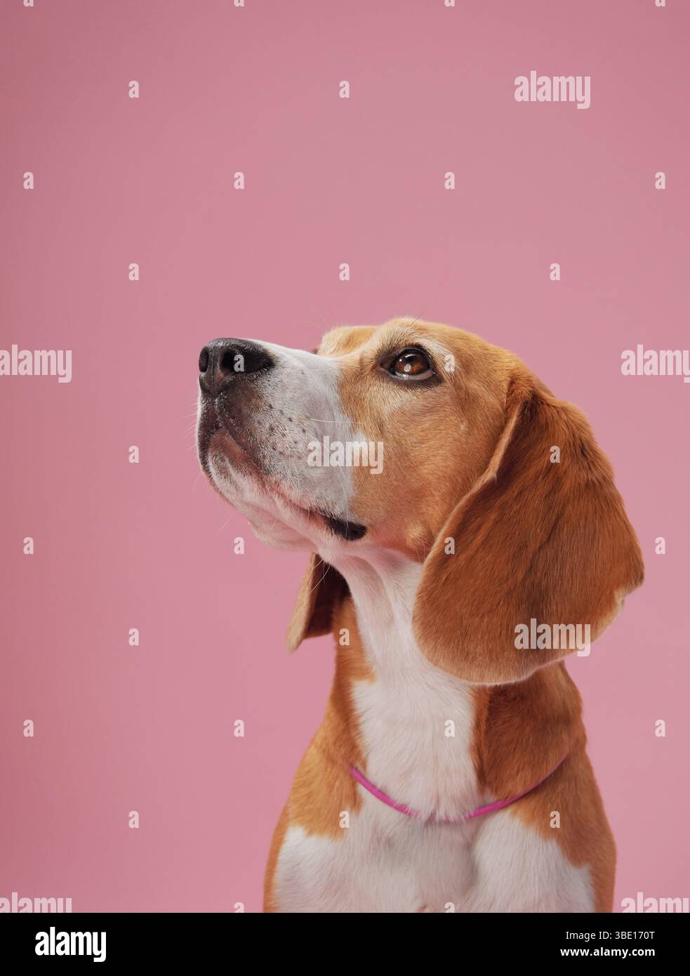 A Beagle looks sideways, its calm expression highlighted against a ...