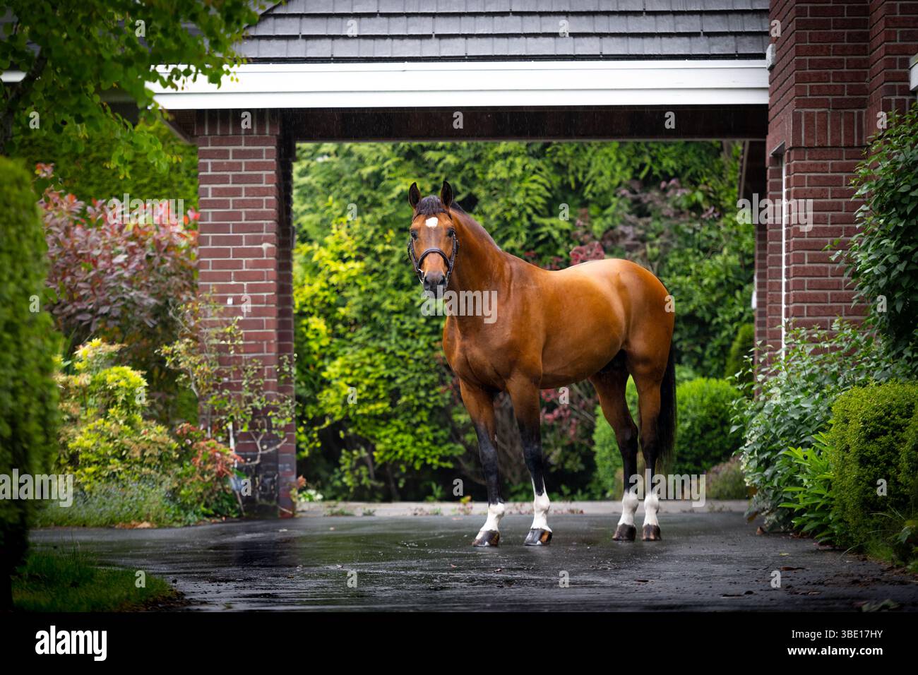 breeding stallion photo shoot at Signature stallions farm Stock Photo ...