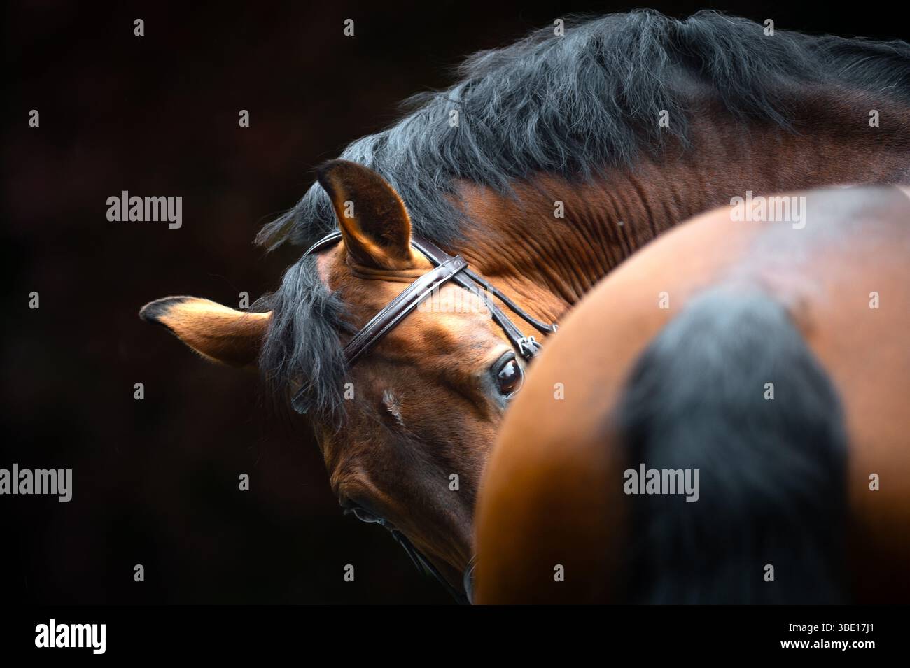 breeding stallion photo shoot at Signature stallions farm Stock Photo ...