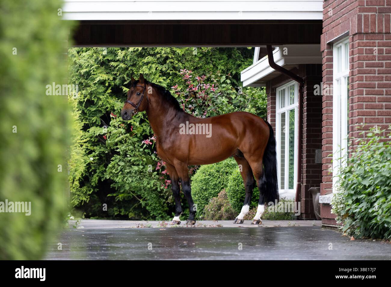 breeding stallion photo shoot at Signature stallions farm Stock Photo ...