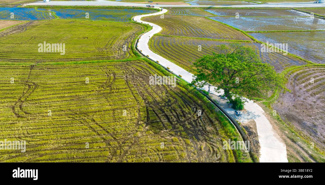 Country road in the suburbs of Phan Rang, Vietnam where rice fields and ...