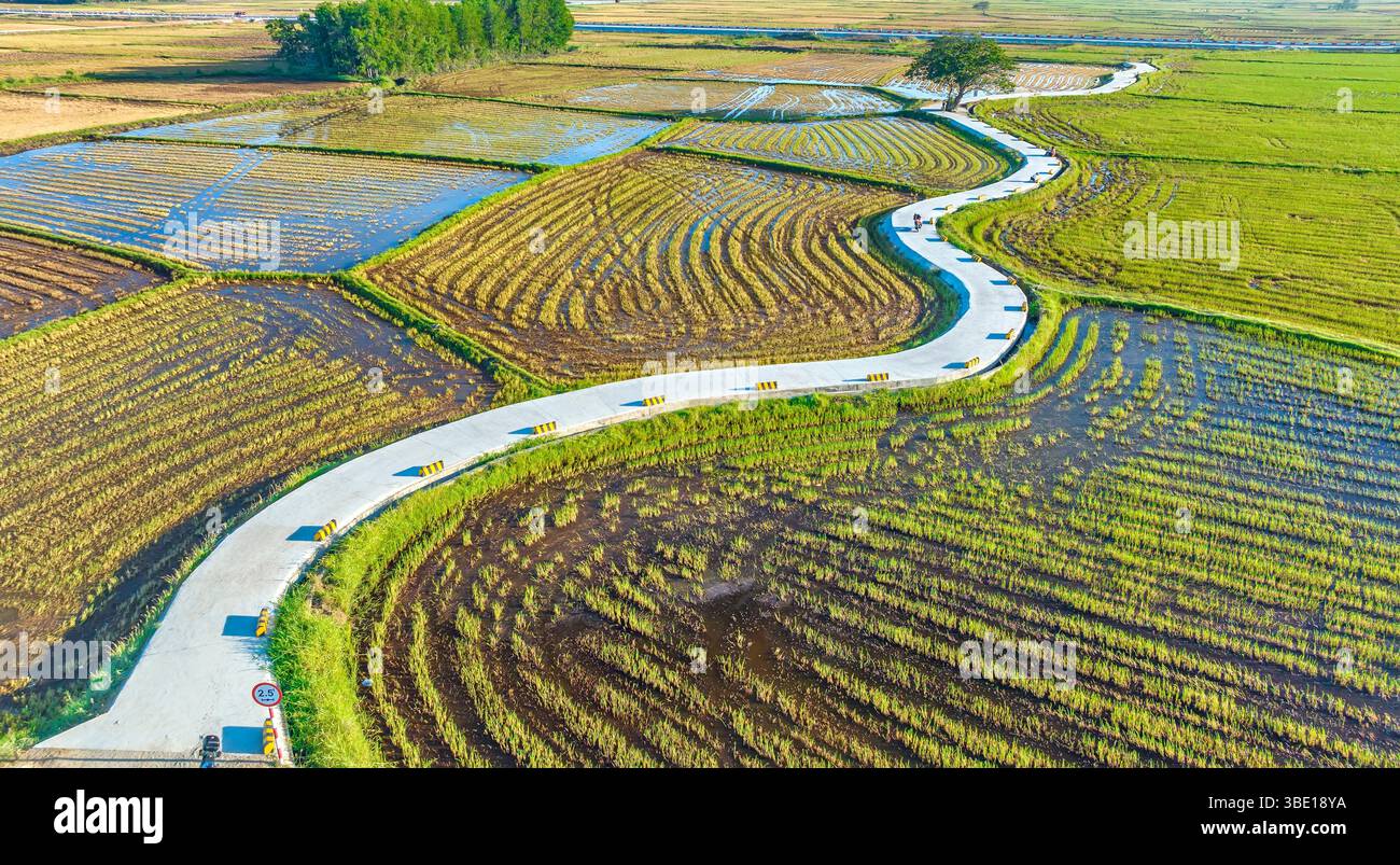 Country road in the suburbs of Phan Rang, Vietnam where rice fields and ...