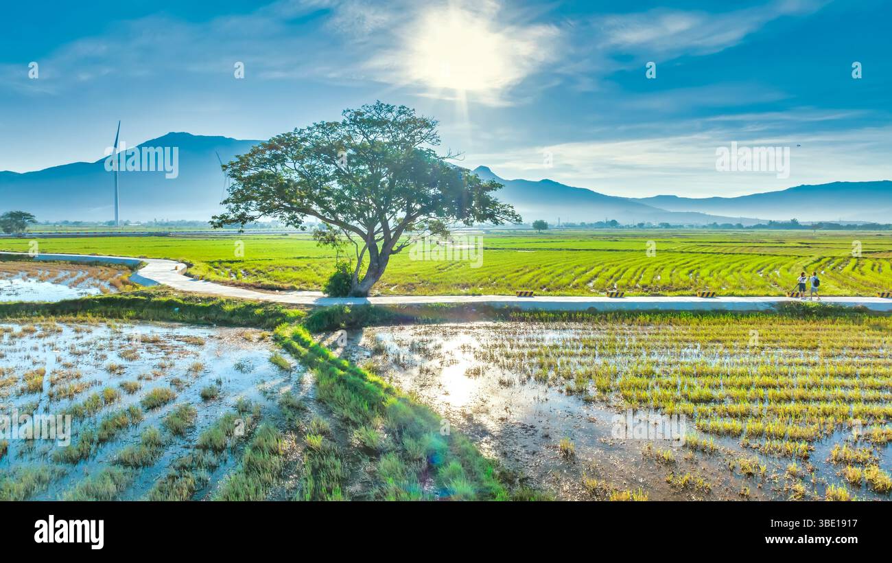 Country road in the suburbs of Phan Rang, Vietnam where rice fields and ...