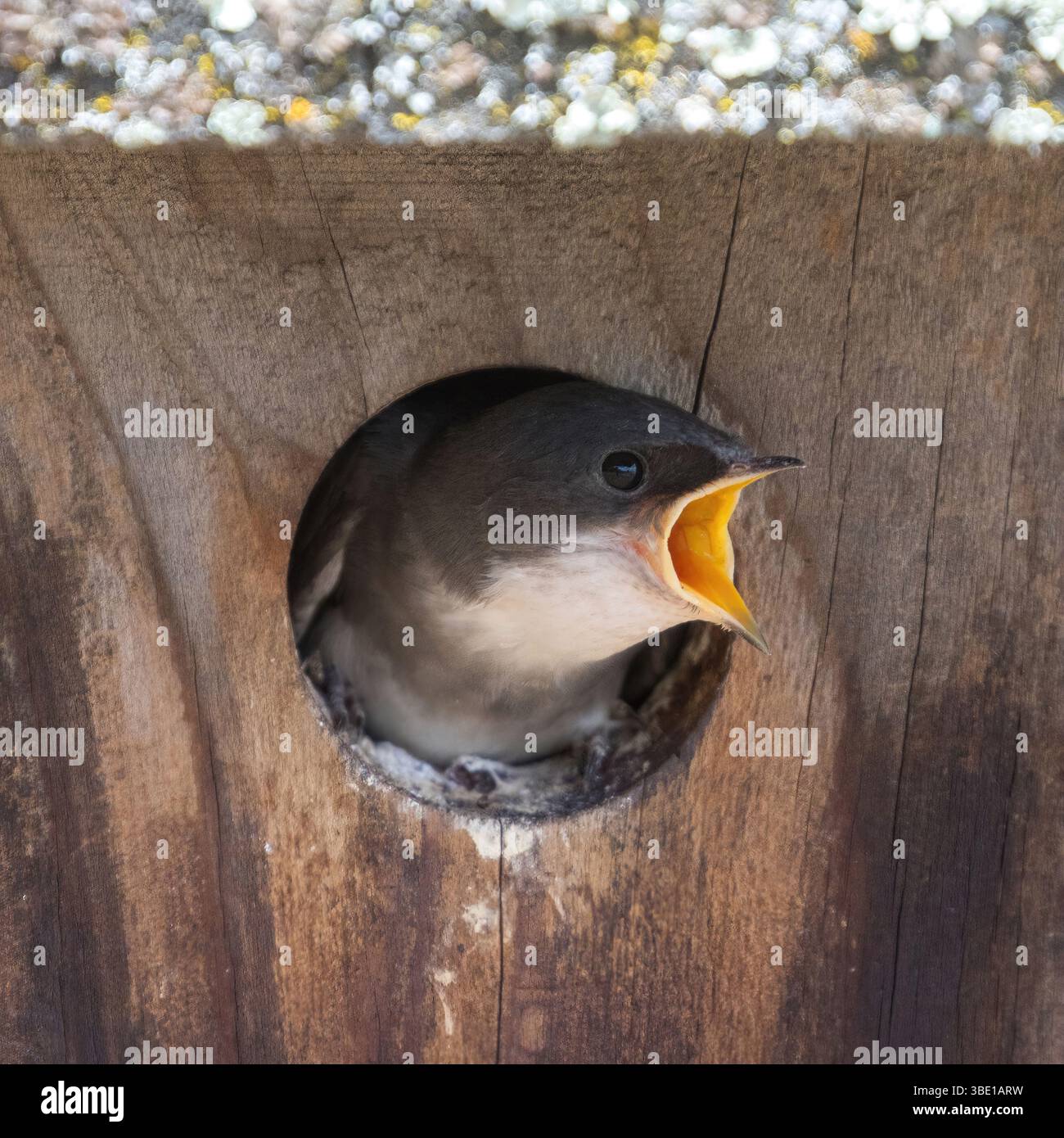Baby bird calling to be fed hi-res stock photography and images - Alamy