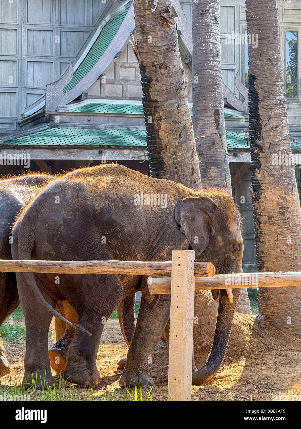 Asian elephants playing together with dust in a natural habitat ...