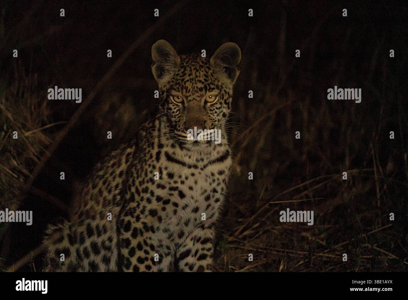 Young leopard (Panthera pardus) at night in Botswana, Africa Stock ...