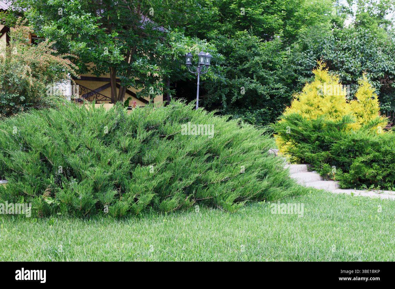 Landscape design, evergreen bushes and path Stock Photo - Alamy