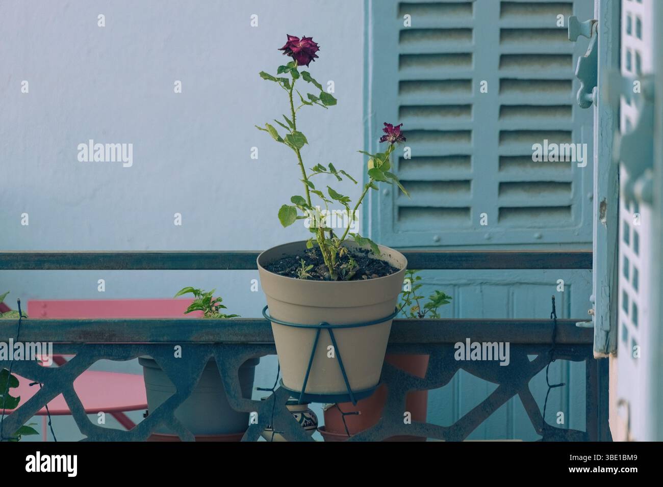 Decorative potted red rose on the french balcony Stock Photo - Alamy