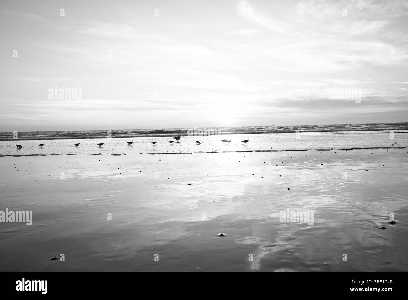 Santa monica california travel Black and White Stock Photos & Images ...