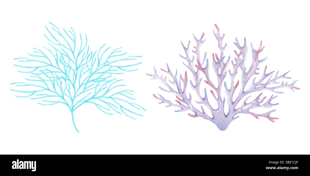 Branched blue, purple coral. Watercolor and marker illustrations. Ocean ...