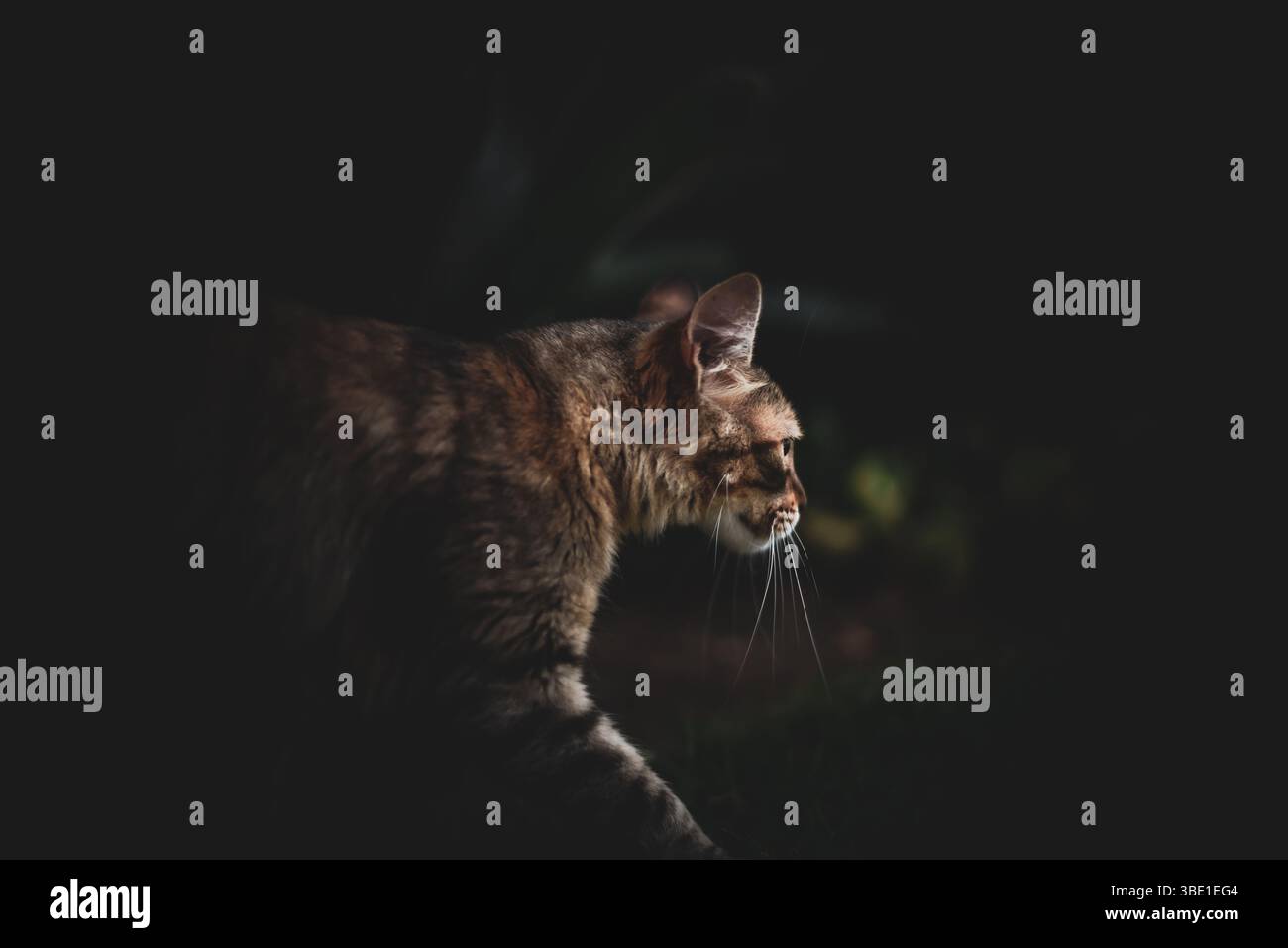 Tabby Cat Moving Through Shadows with Sunlight on Face Stock Photo - Alamy