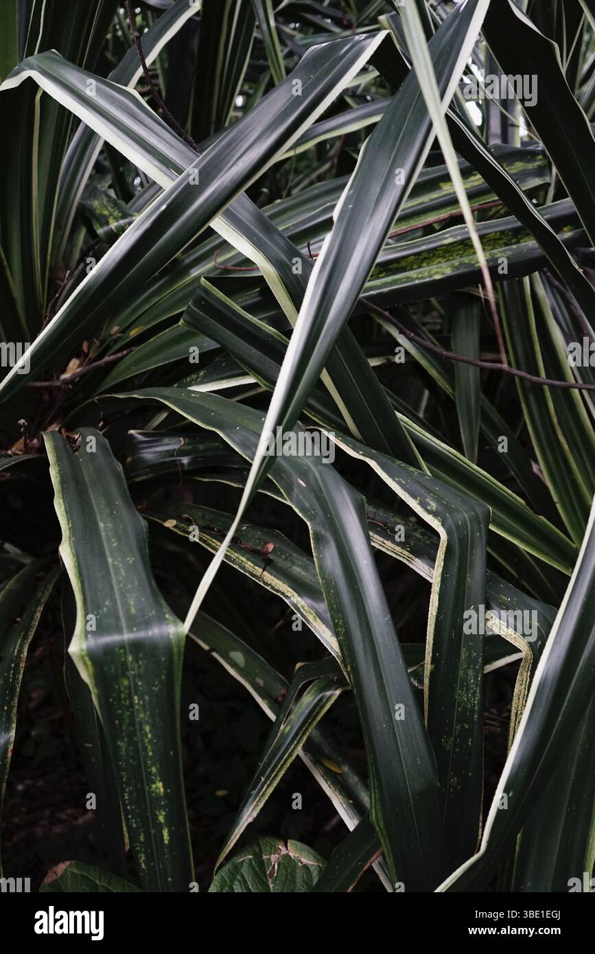 Green abstract jungle garden hi-res stock photography and images - Alamy