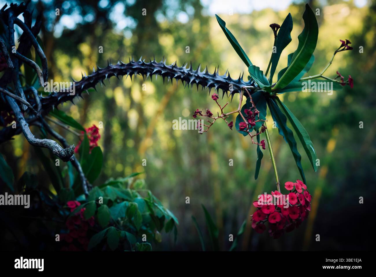 Red flower brazilian plant hi-res stock photography and images - Alamy