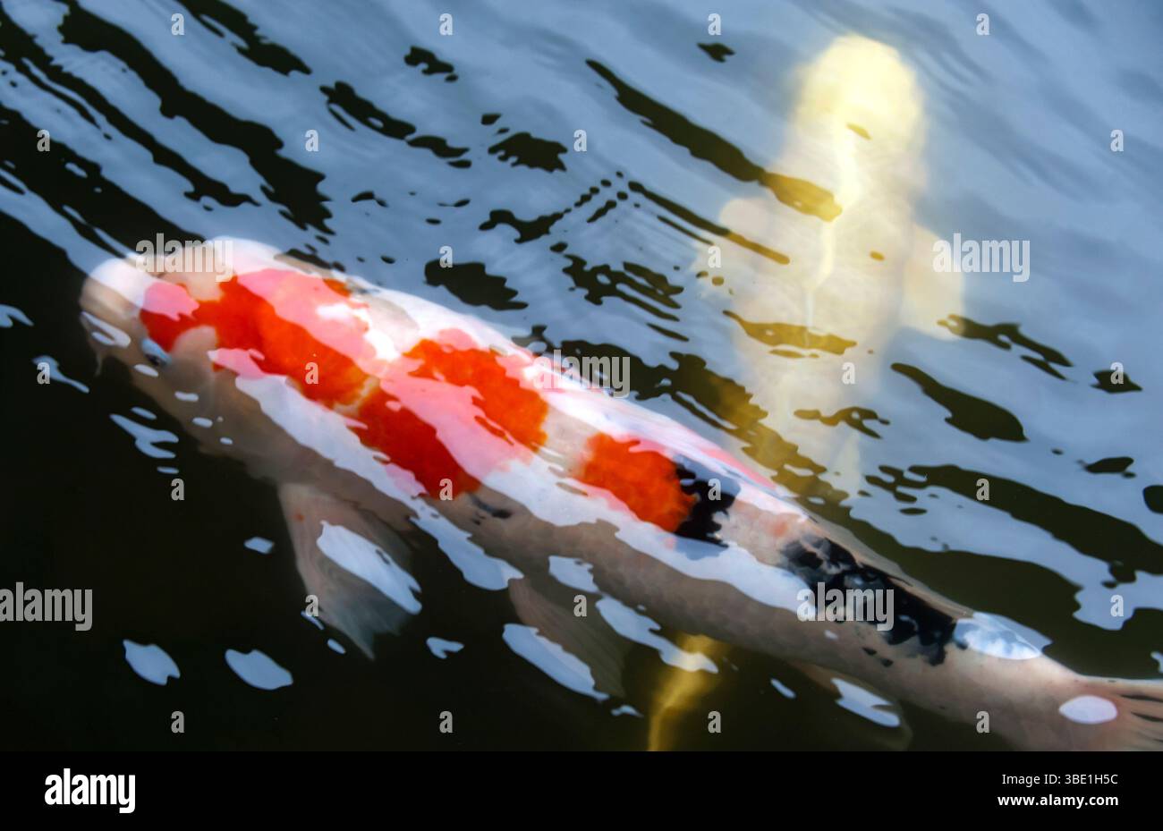 Orange white multi colored koi carp hi-res stock photography and images ...