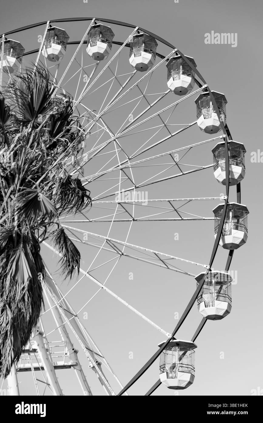 Ferris wheel rotating against a clear sky with a palm tree in the ...