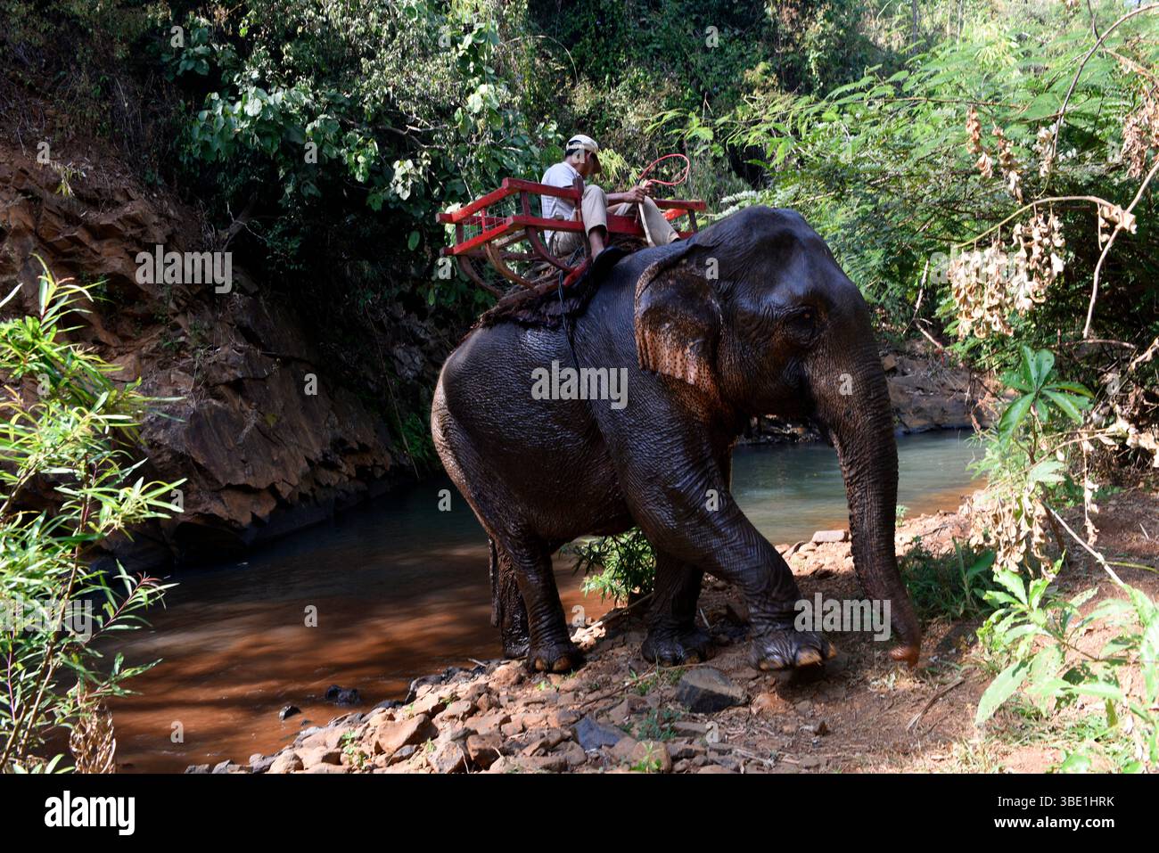 Elephant in the jungle,Banlung,Ratanakiri Province,Cambodia,South East ...