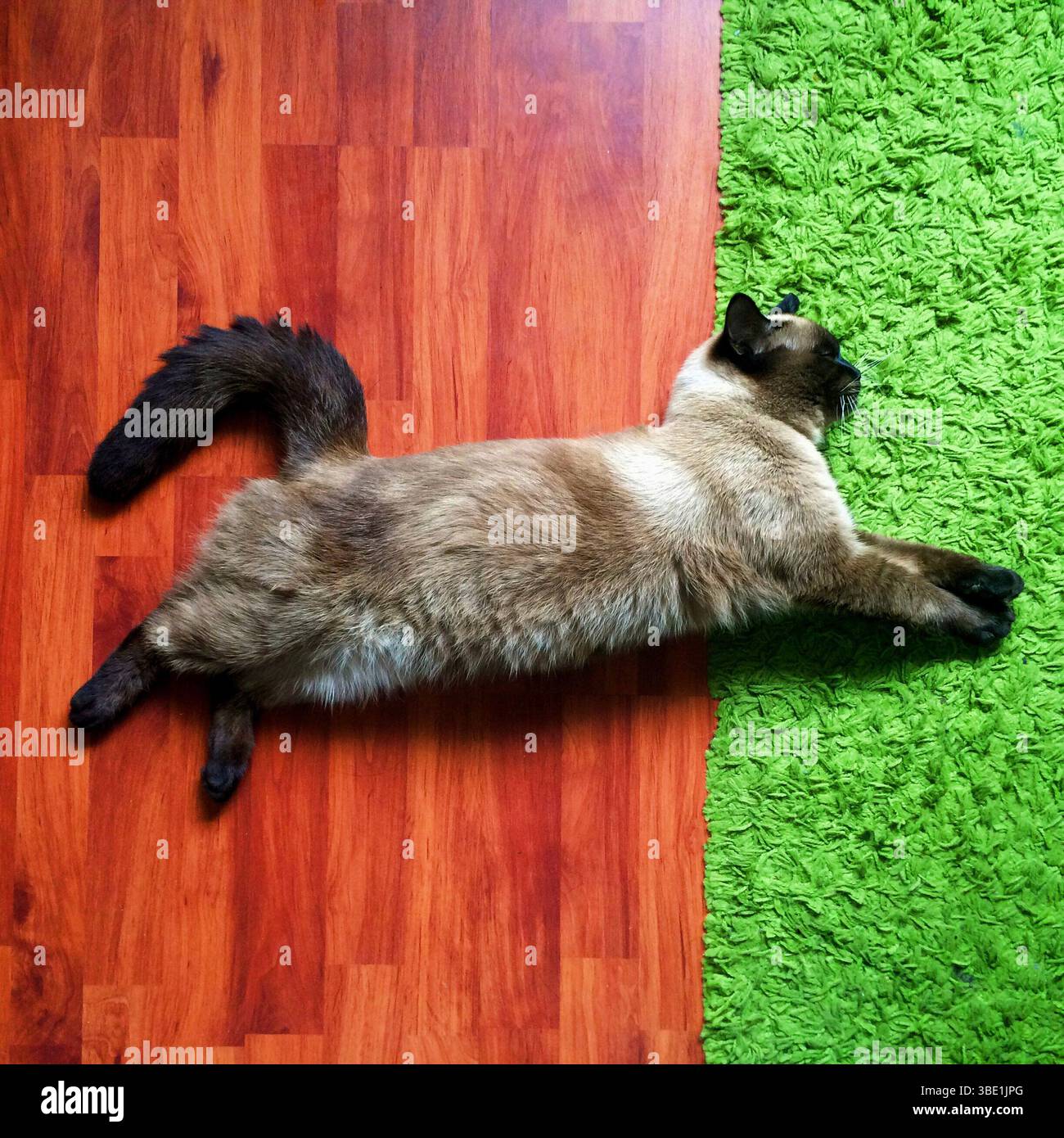 A Siamese cat is stretched out lazily across a bright green rug and ...