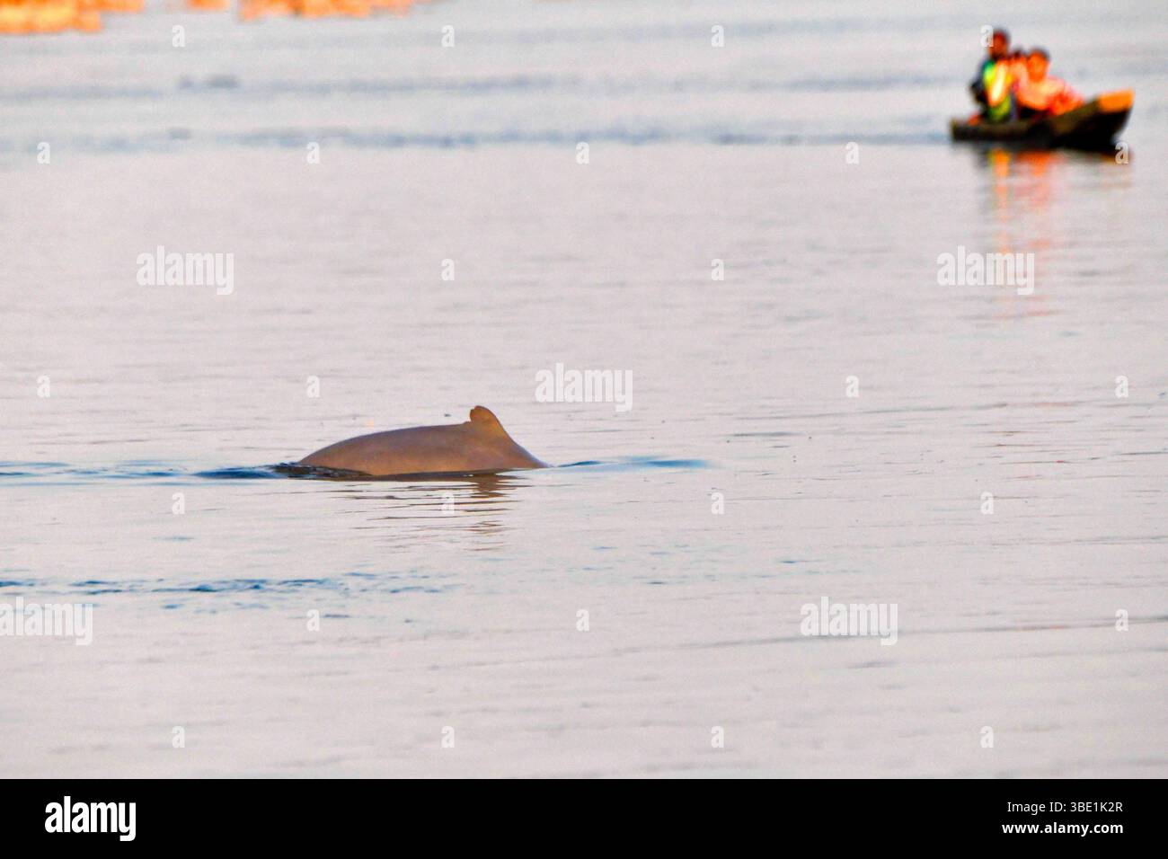 Irrawaddy river dolphin swimming hi-res stock photography and images - Alamy