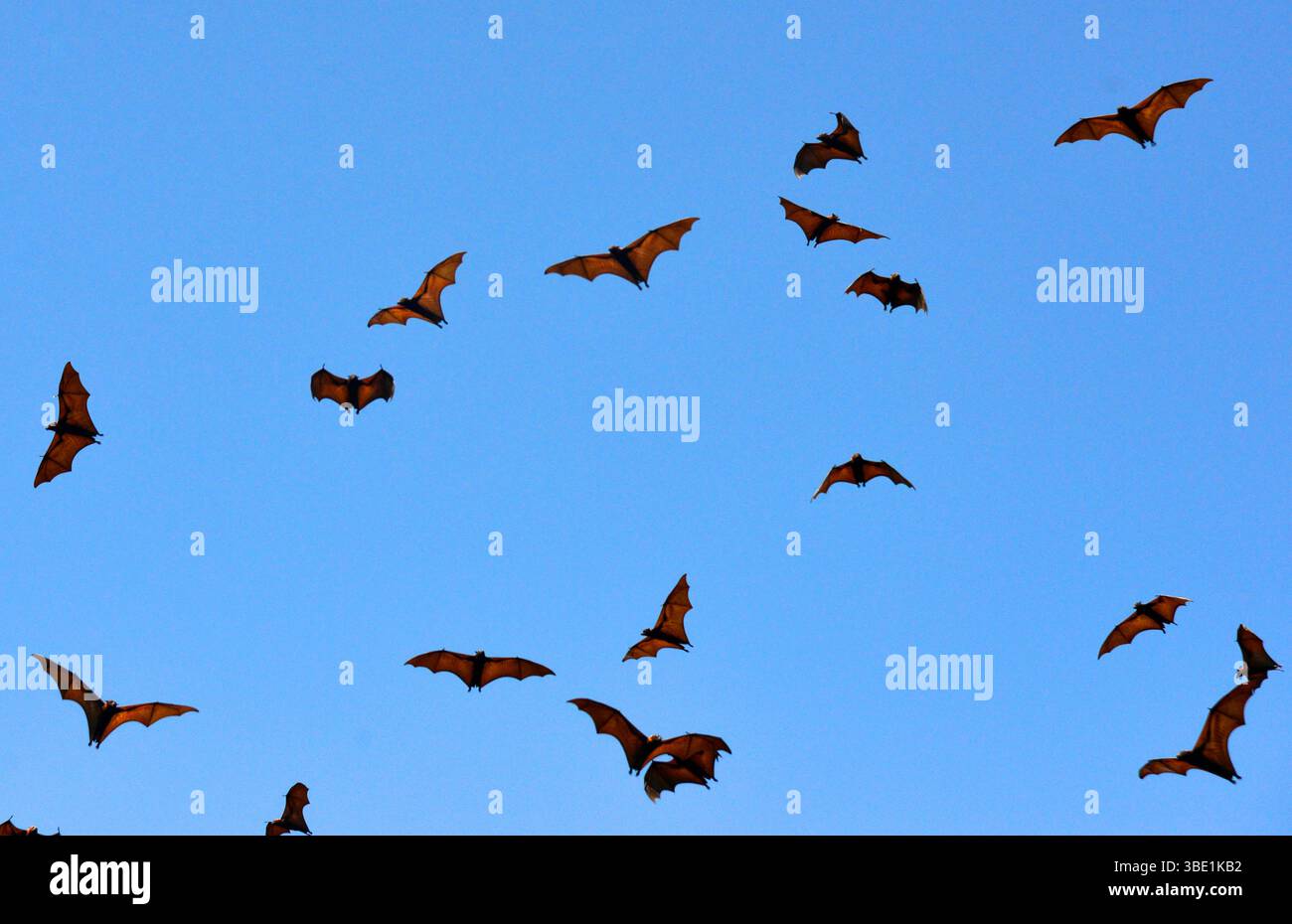 Flying Foxes, Pulau Mborong, Flores island, Indonesia, South East Asia ...