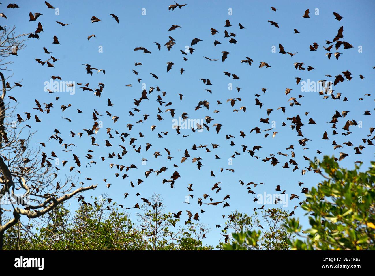 Flying Foxes, Pulau Mborong, Flores island, Indonesia, South East Asia ...