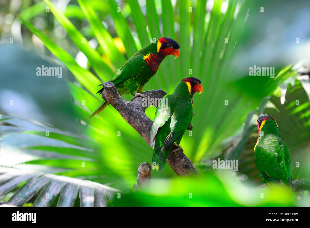 Parrots in Bali Bird Park, Indonesia, South East Asia Stock Photo - Alamy
