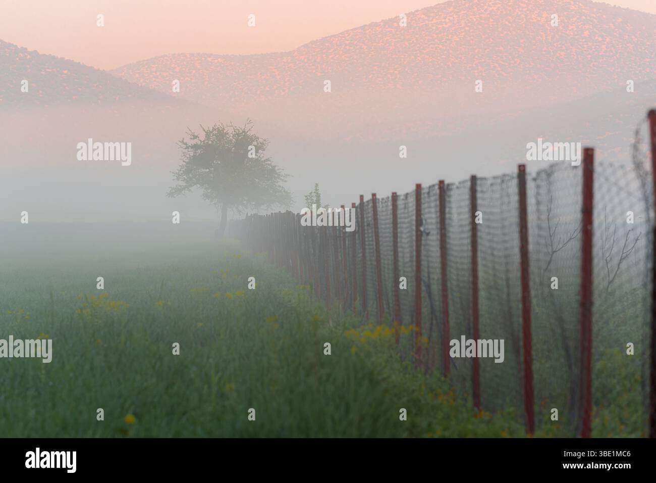 Lone green tree in misty field with soft mountain background Stock ...