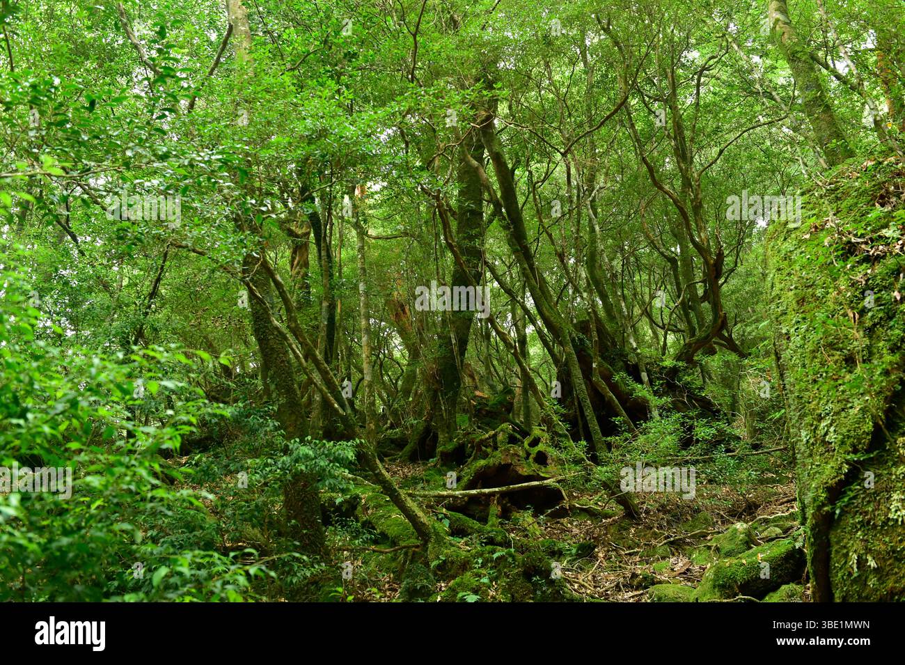 Lush rainforest along the Shiratani Unsuikyo trail on the southern ...