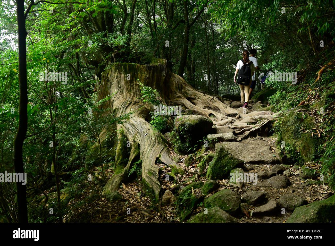Lush rainforest along the Shiratani Unsuikyo trail on the southern ...