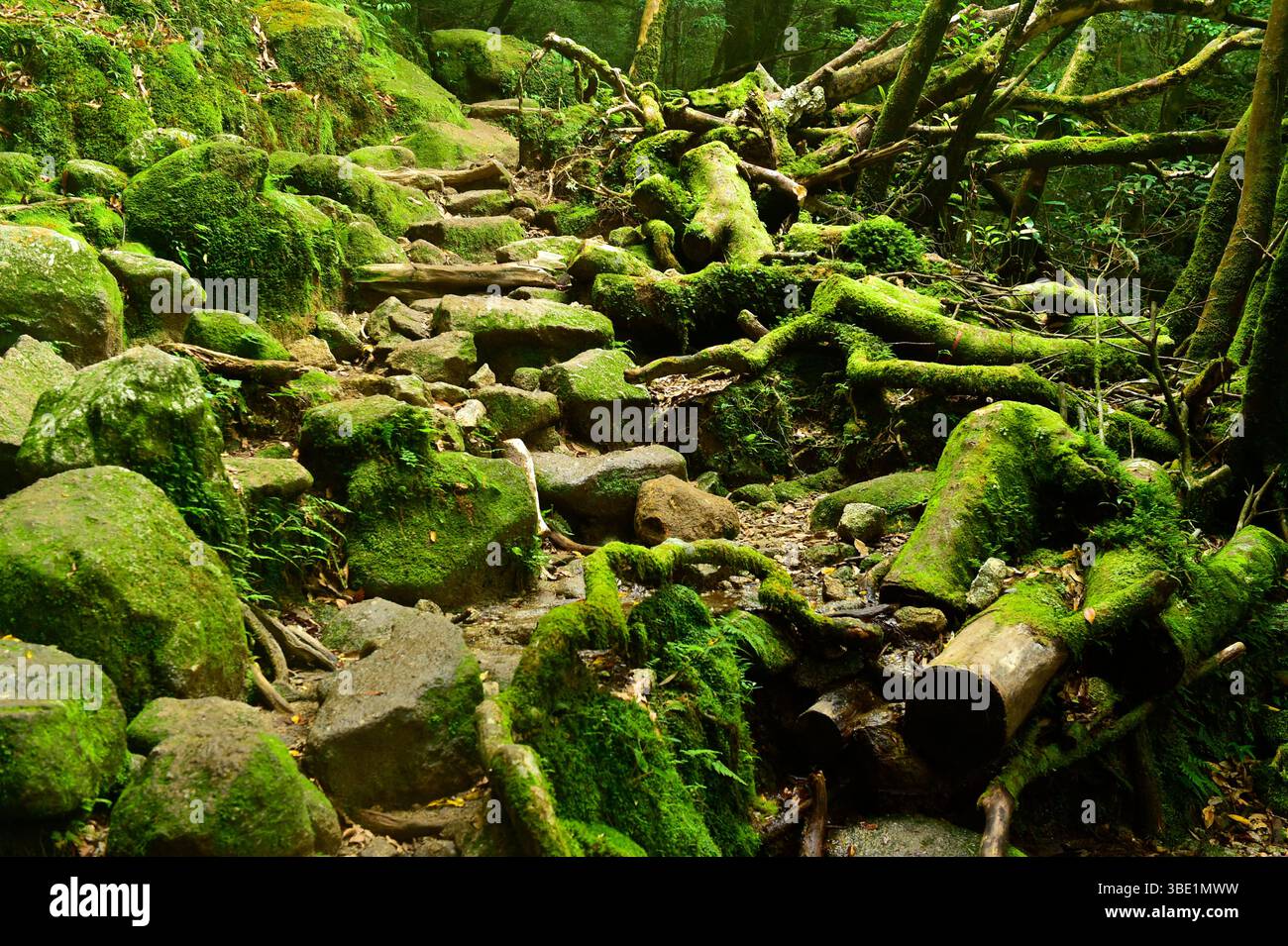 Lush rainforest along the Shiratani Unsuikyo trail on the southern ...