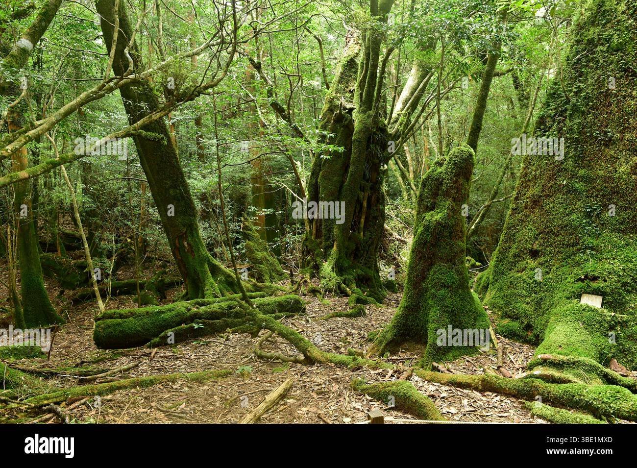 Lush rainforest along the Shiratani Unsuikyo trail on the southern ...