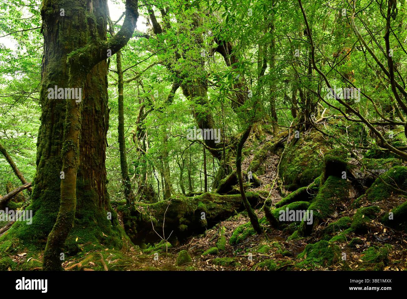 Lush rainforest along the Shiratani Unsuikyo trail on the southern ...