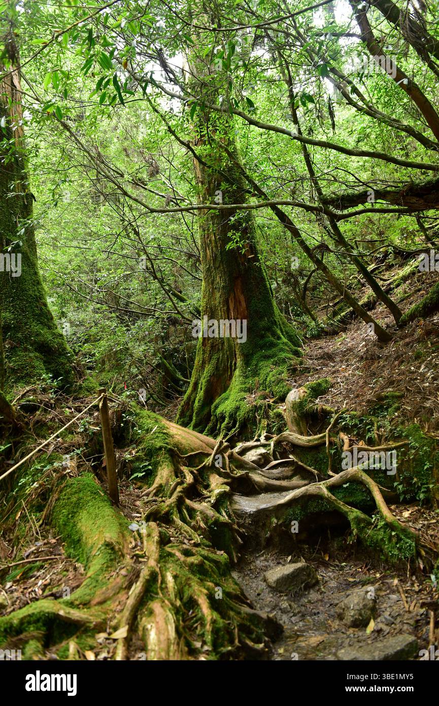 Lush rainforest along the Shiratani Unsuikyo trail on the southern ...