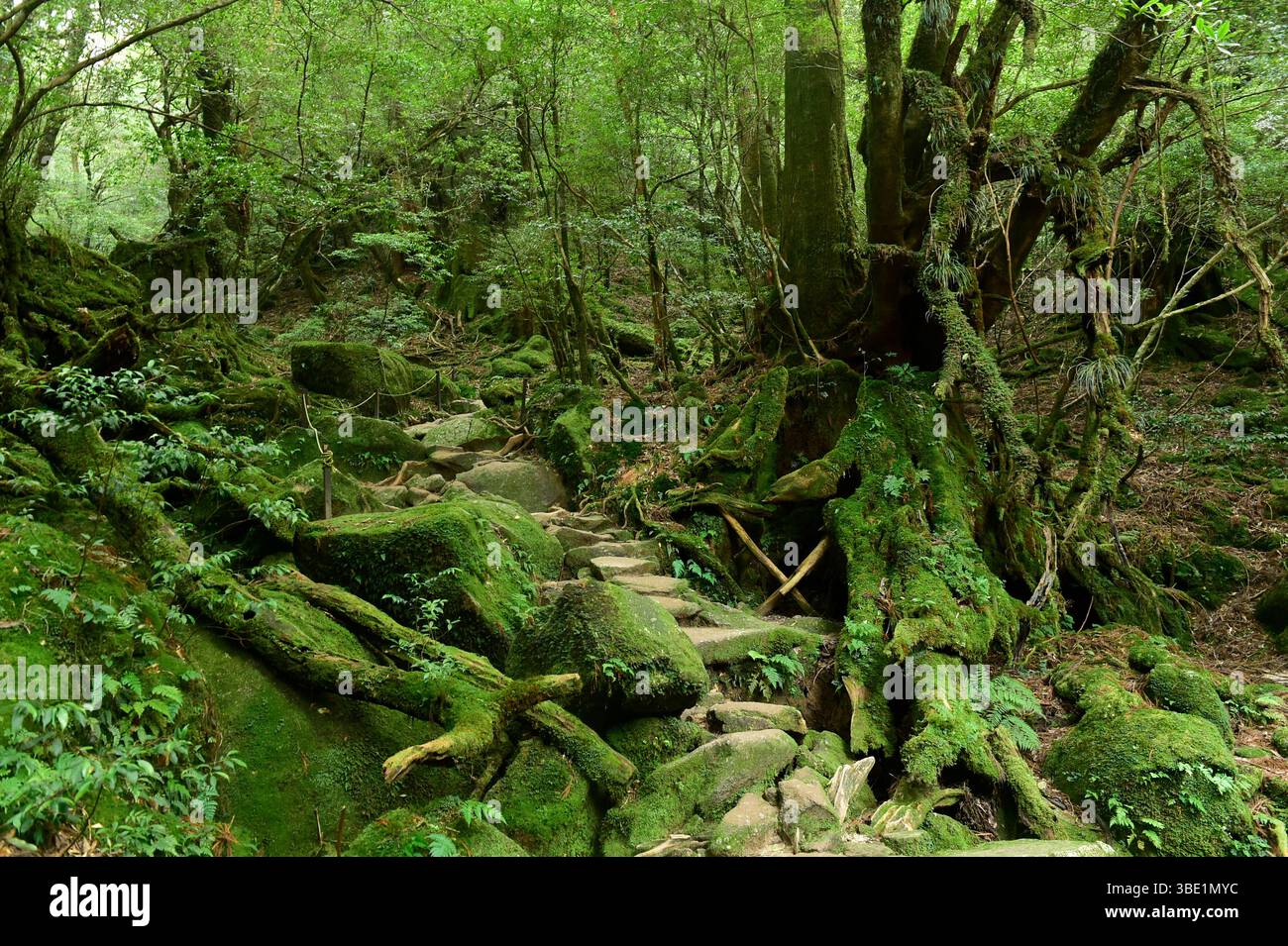 Lush rainforest along the Shiratani Unsuikyo trail on the southern ...